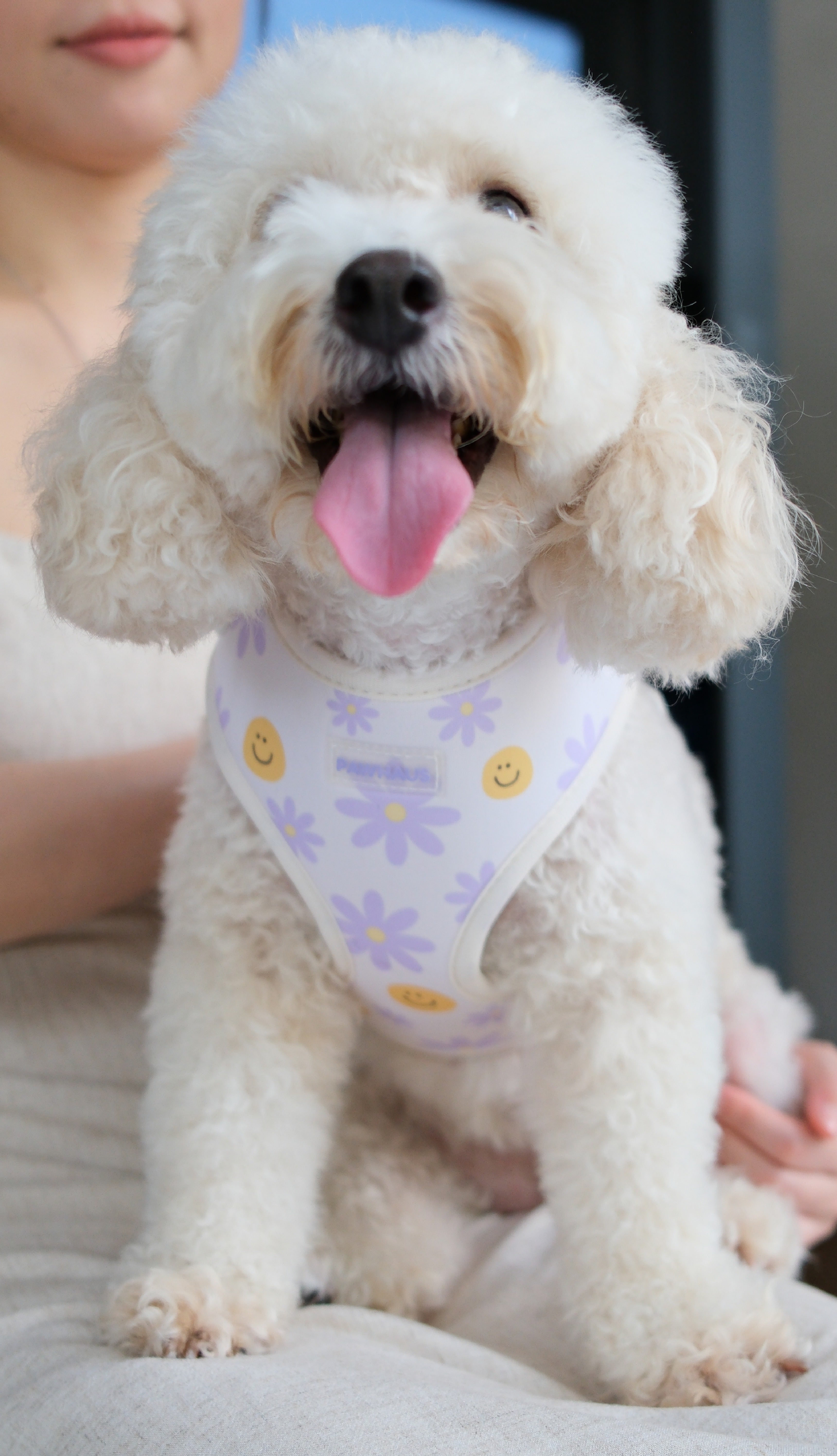 Smiley Bloom Comfort Harness & Leash Set – PAWHAUS