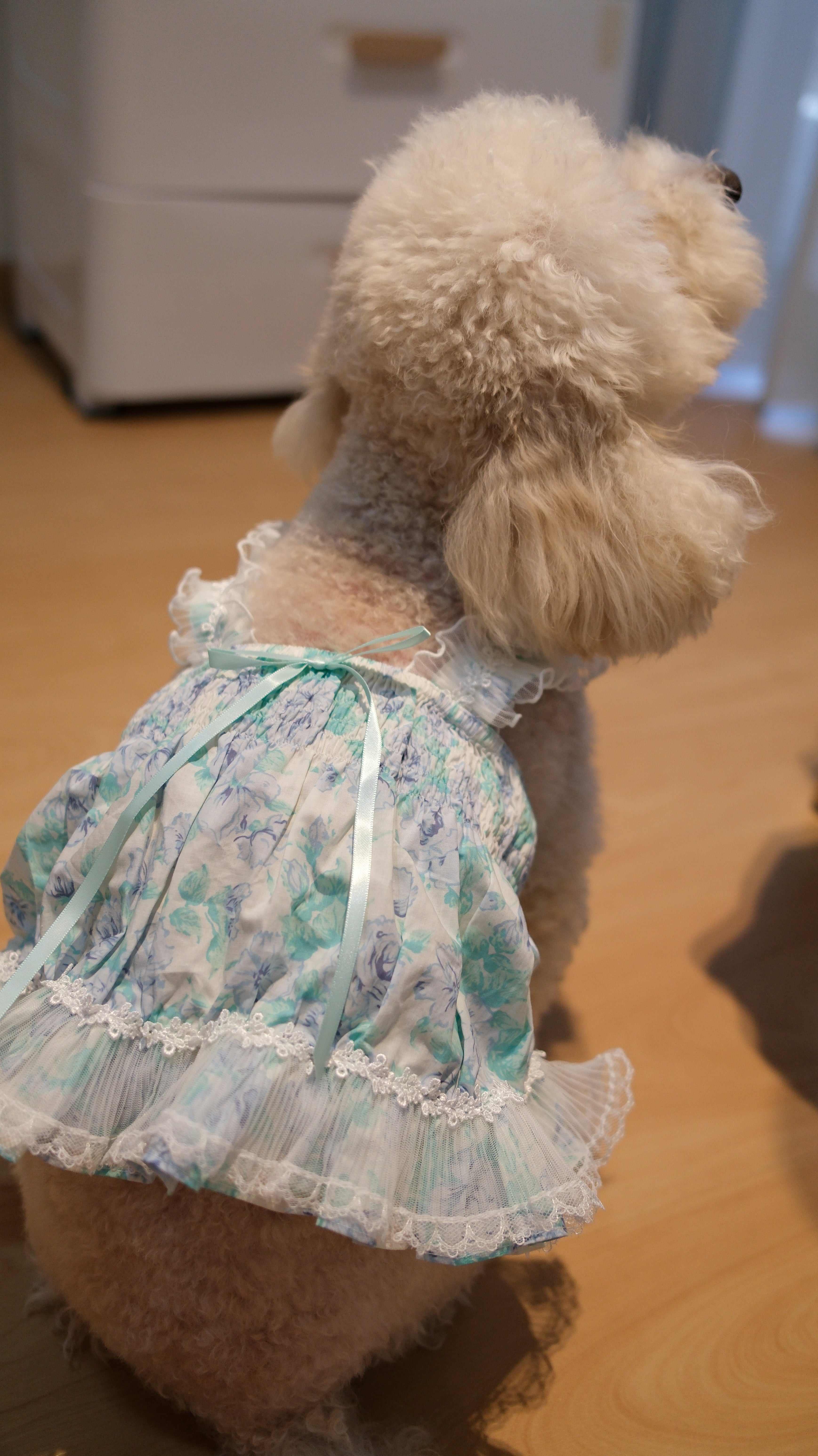 Ethereal Garden Collection – PAWHAUS