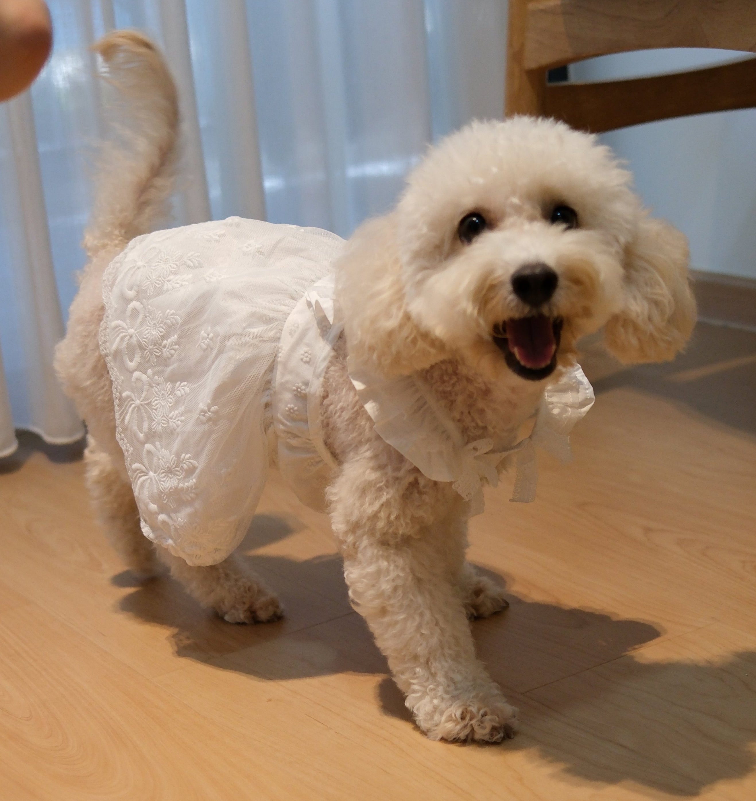 Blossom Dress – PAWHAUS
