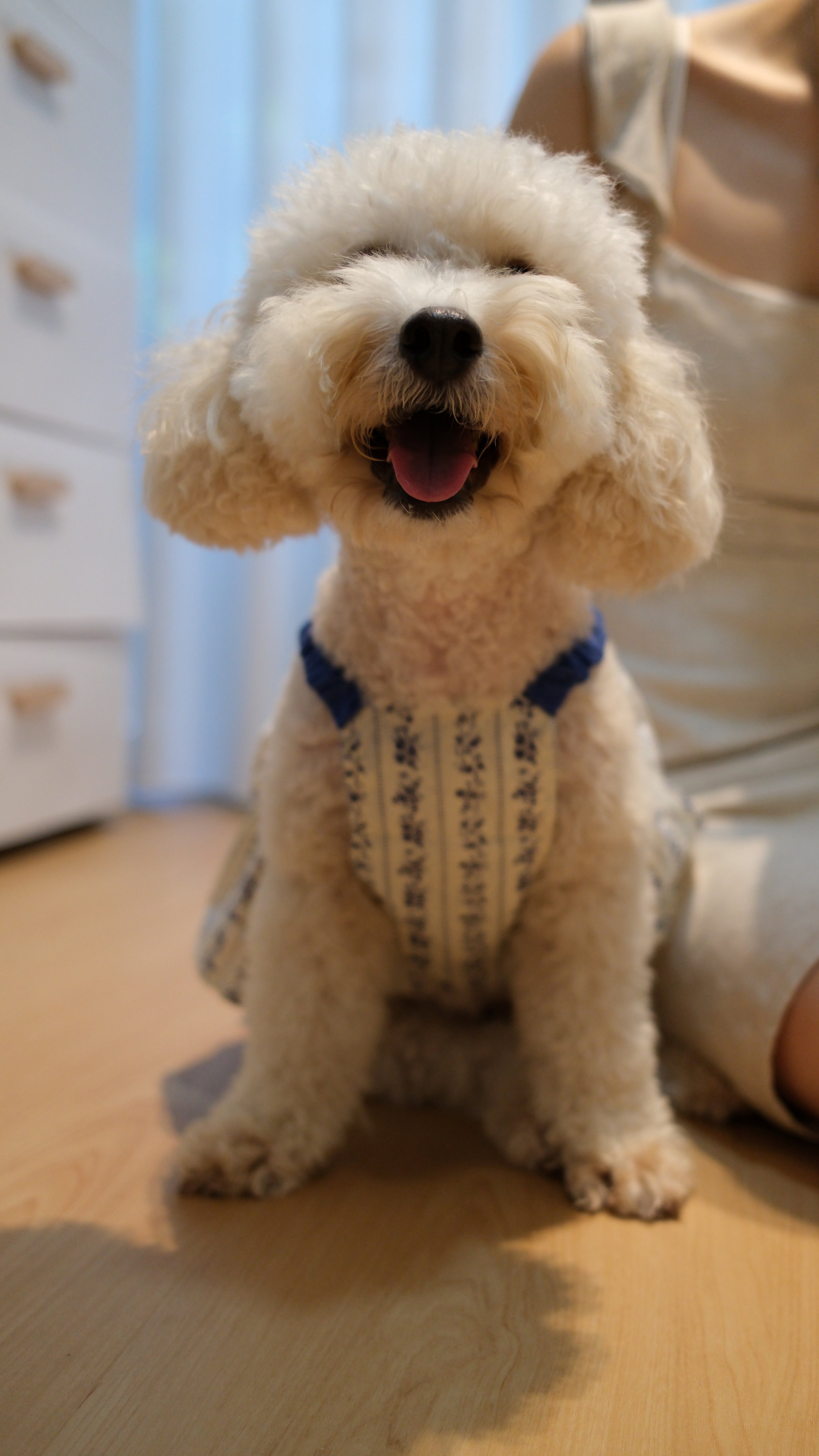 Fleur Dress – PAWHAUS