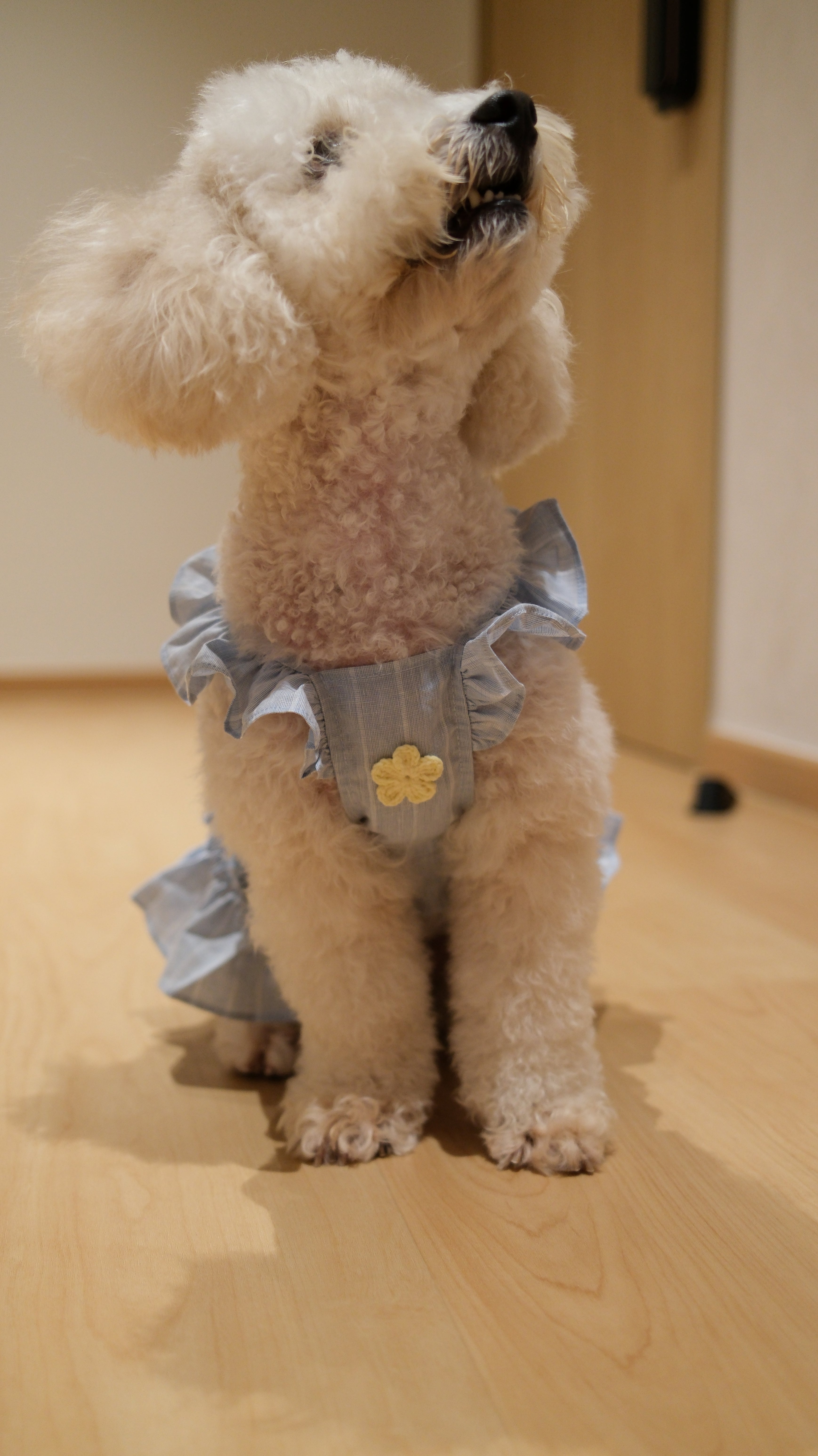 Daisy Dreams Dress – PAWHAUS