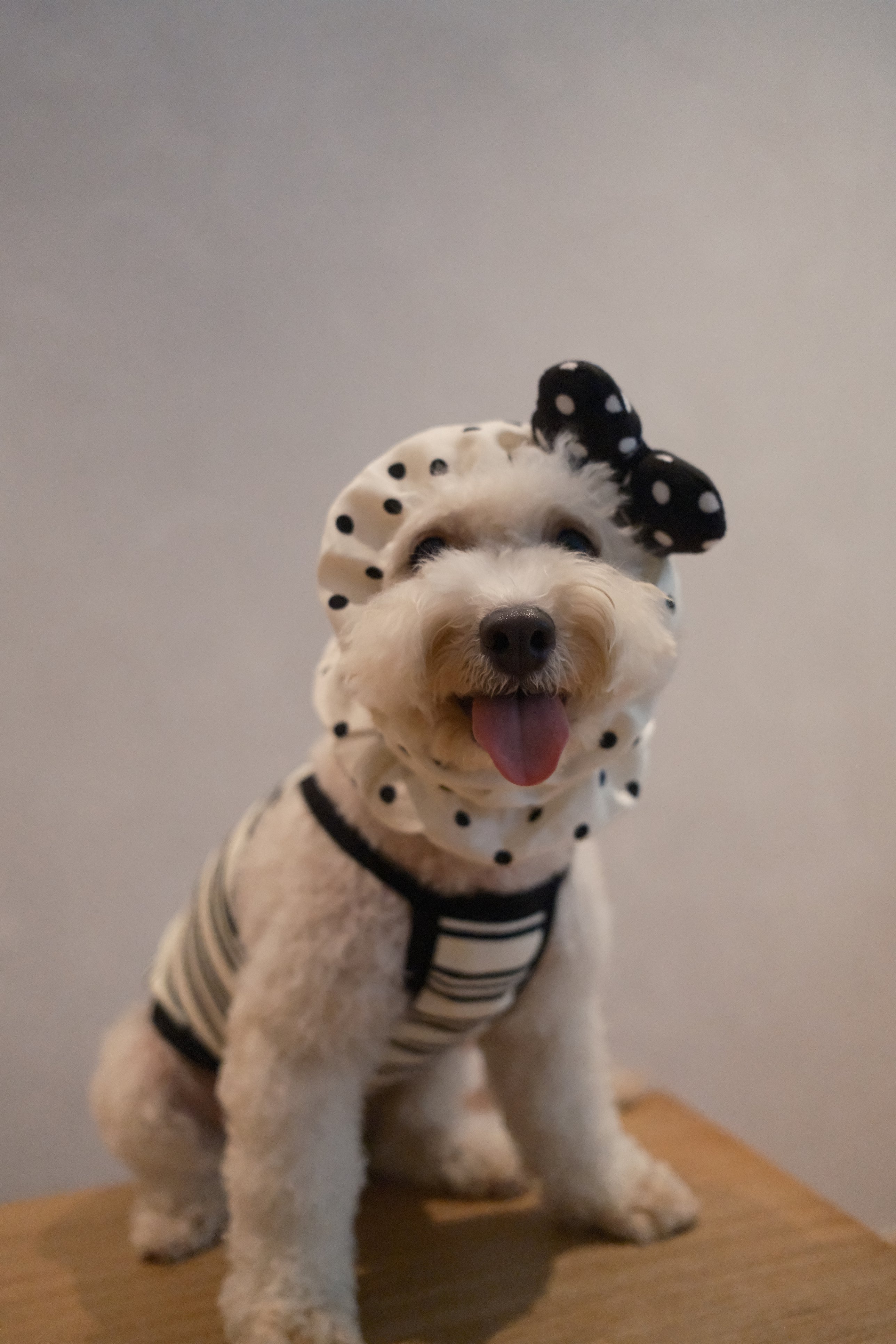 Classic Noir Stripe – PAWHAUS